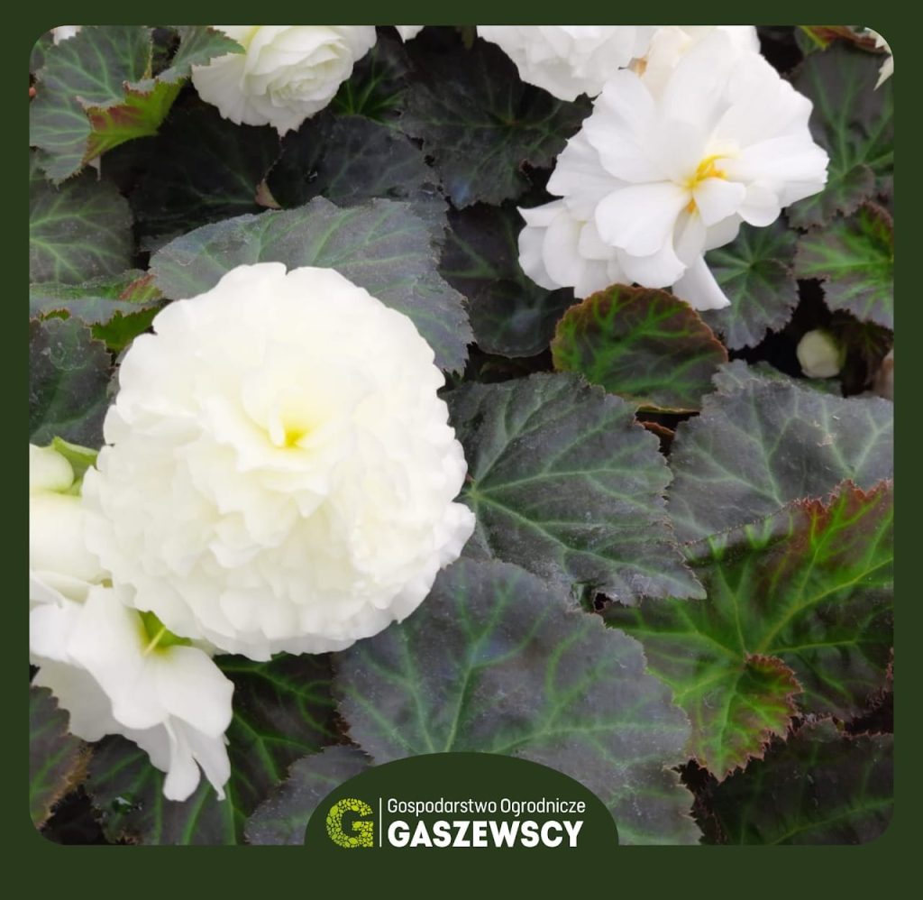 Begonia bulwiasta - wielkokwiatowa